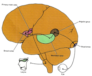 The structure and functional localization of the cerebral cortex - RME